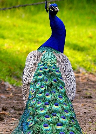 Tail Log Backup – Tidwell Tidbits